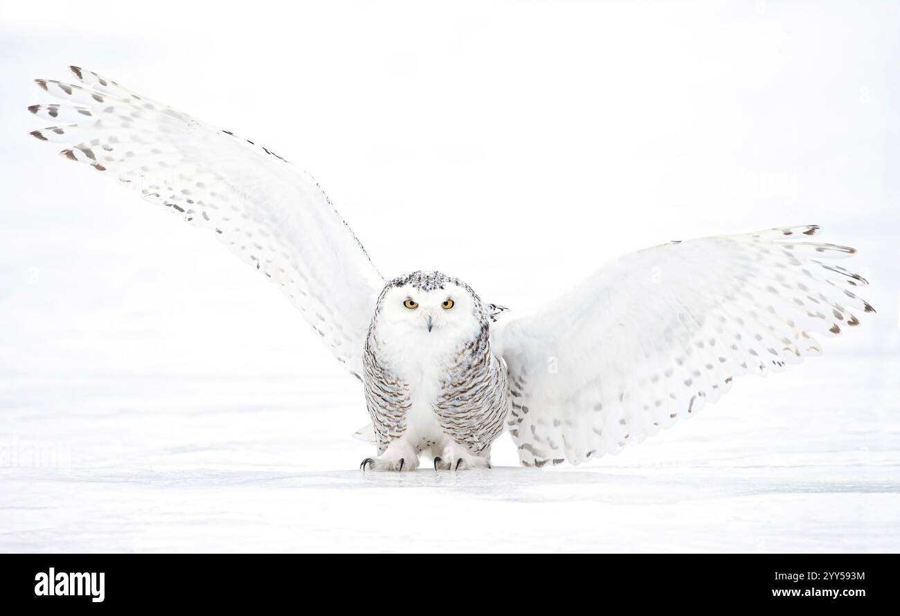Snowy owl female isolated on white background landing in a snow covered ...