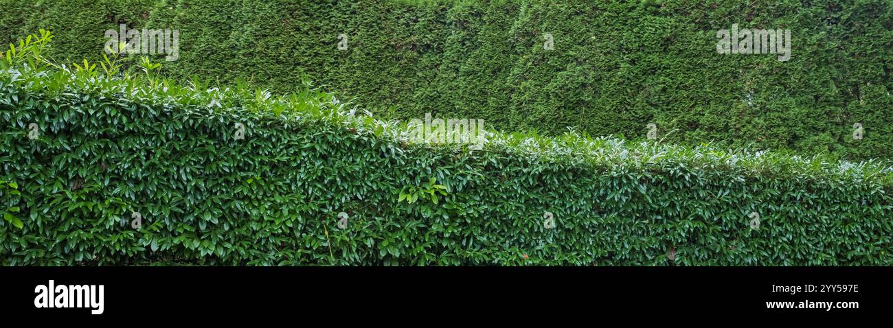 Beautiful Green shrub hedge trimmed background. landscaping green ...