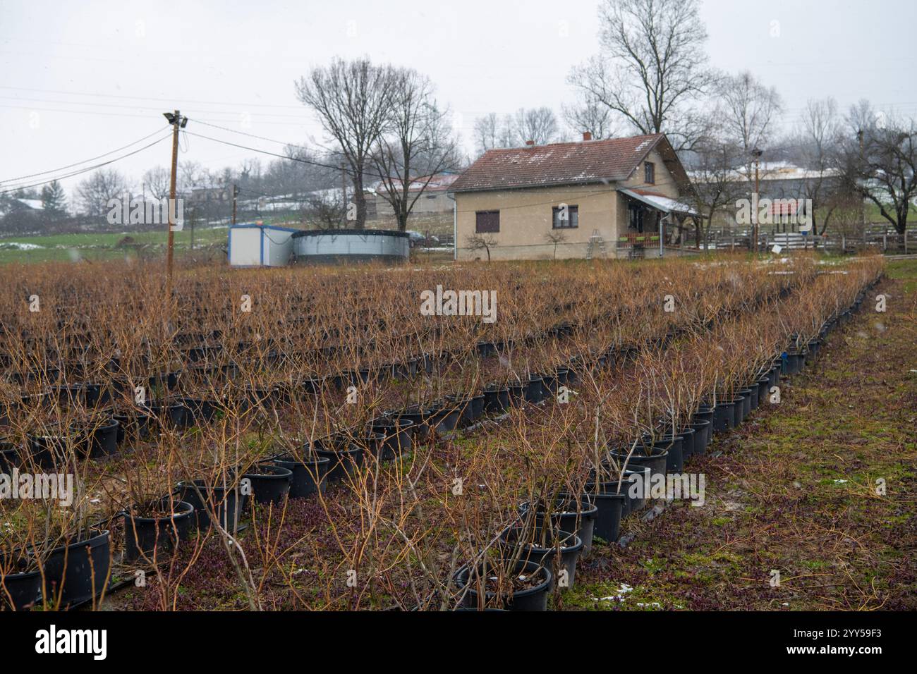 Blueberry fruit plantation farm. Rows of high brushes in the pots. A ...