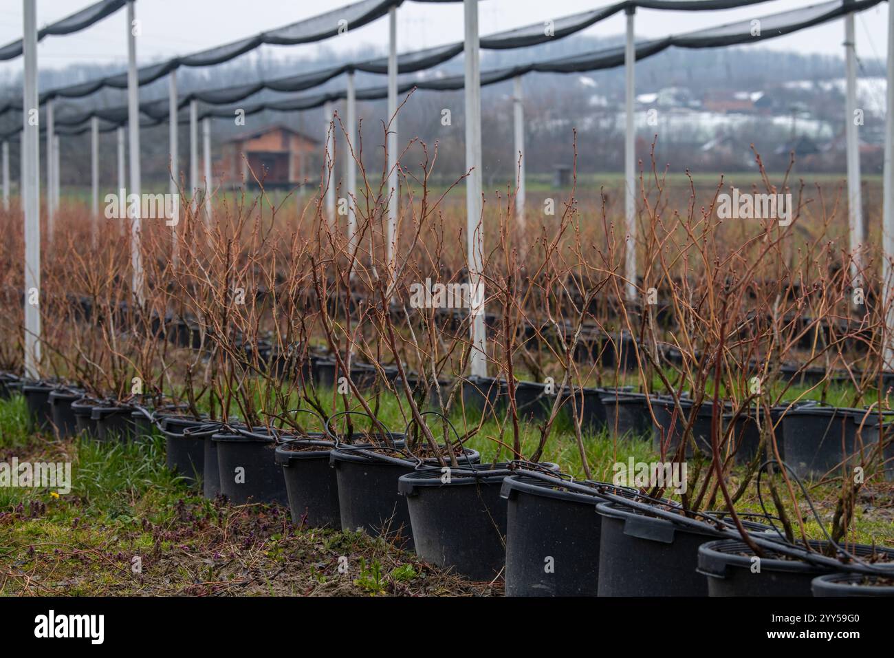 Blueberry fruit plantation farm. Rows of high brushes in the pots. A ...