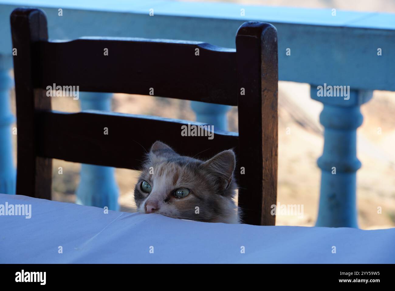 Cat misbehaving at dinner table in restaurant Stock Photo - Alamy