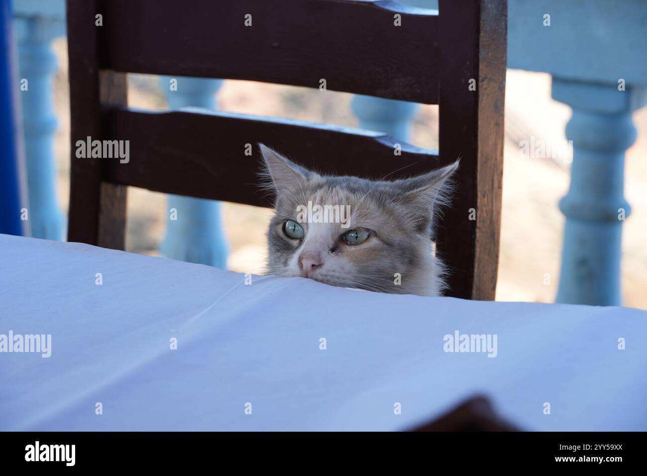 Cat dinner table hi-res stock photography and images - Alamy