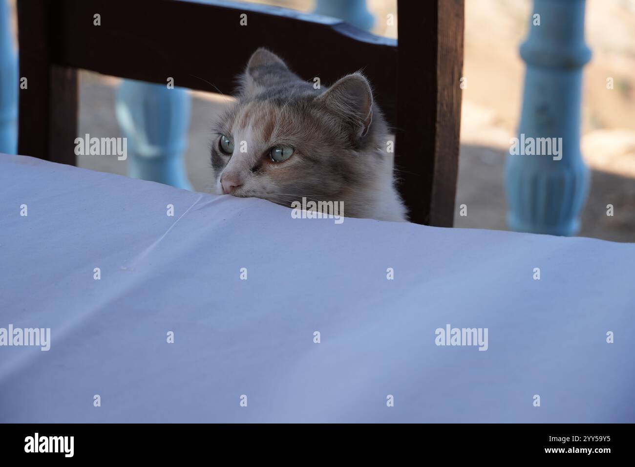Cat misbehaving at dinner table in restaurant Stock Photo - Alamy