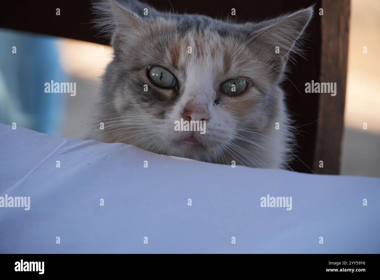 Cat misbehaving at dinner table in restaurant Stock Photo - Alamy
