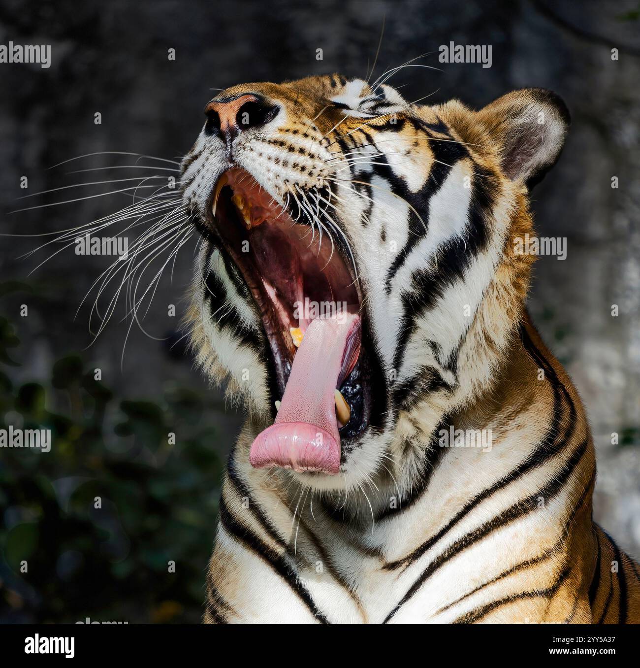 A close-up looks of a beautiful tiger yawning with its mouth wide open and tongue curled up ...