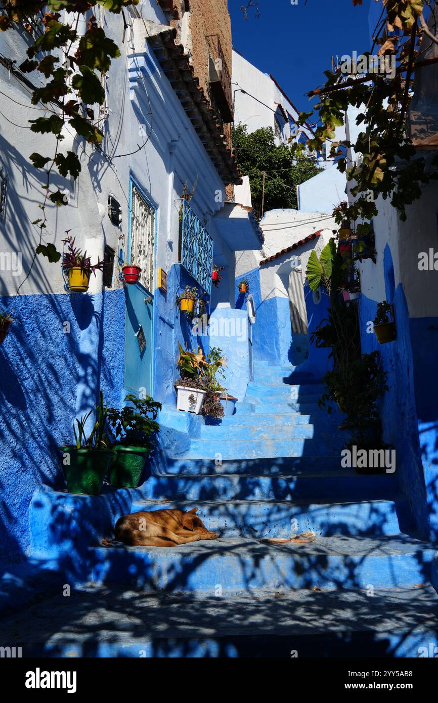 Chefchaouen a city in the Rif montains of Morocco famous for its blue ...