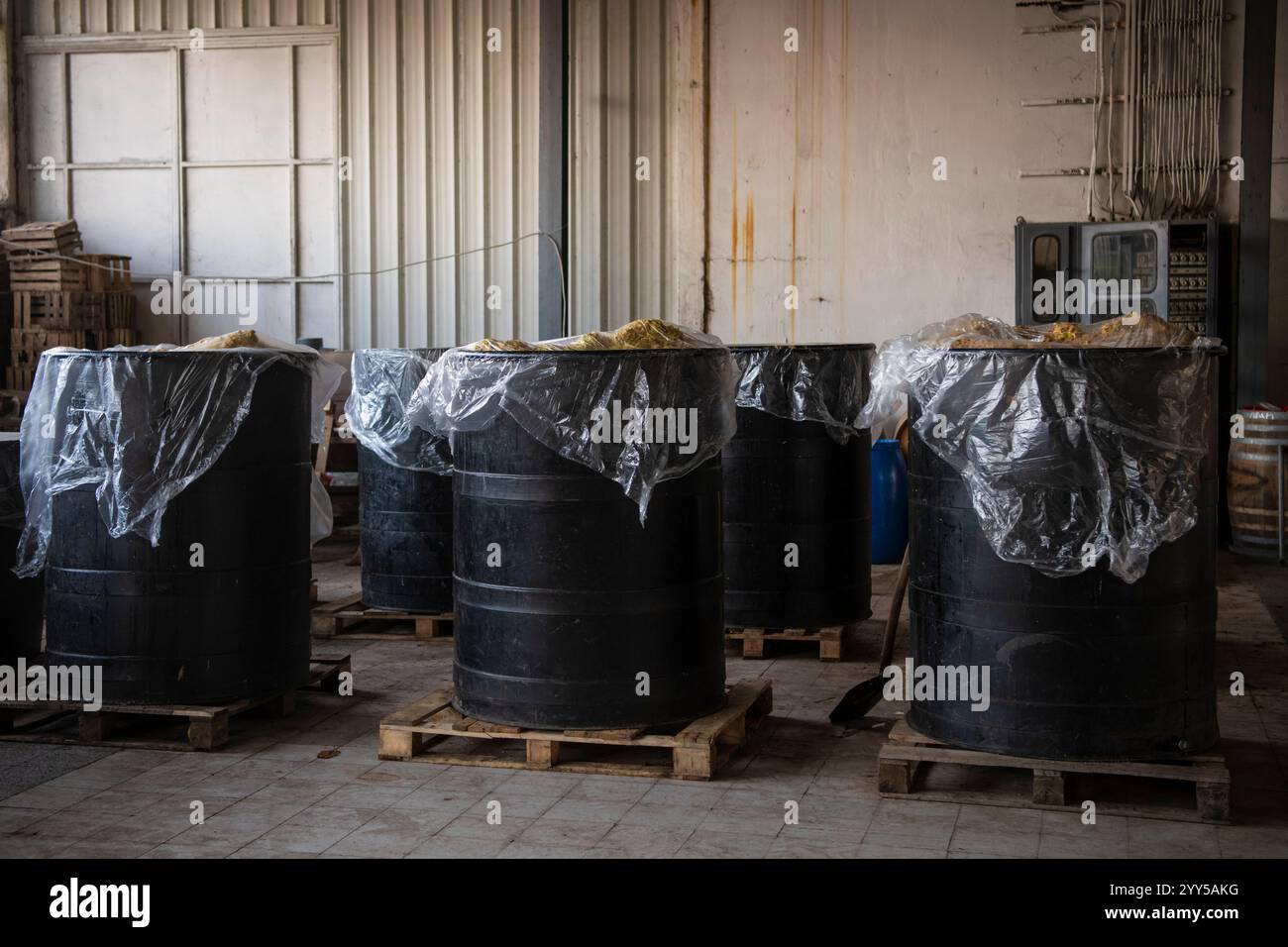 Closeup of cauldron or barrel full of mashed,chopped apple fruit,in ...