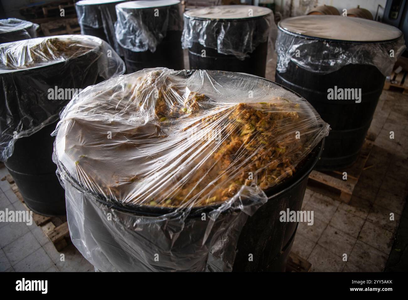 Closeup of cauldron or barrel full of mashed,chopped apple fruit,in ...