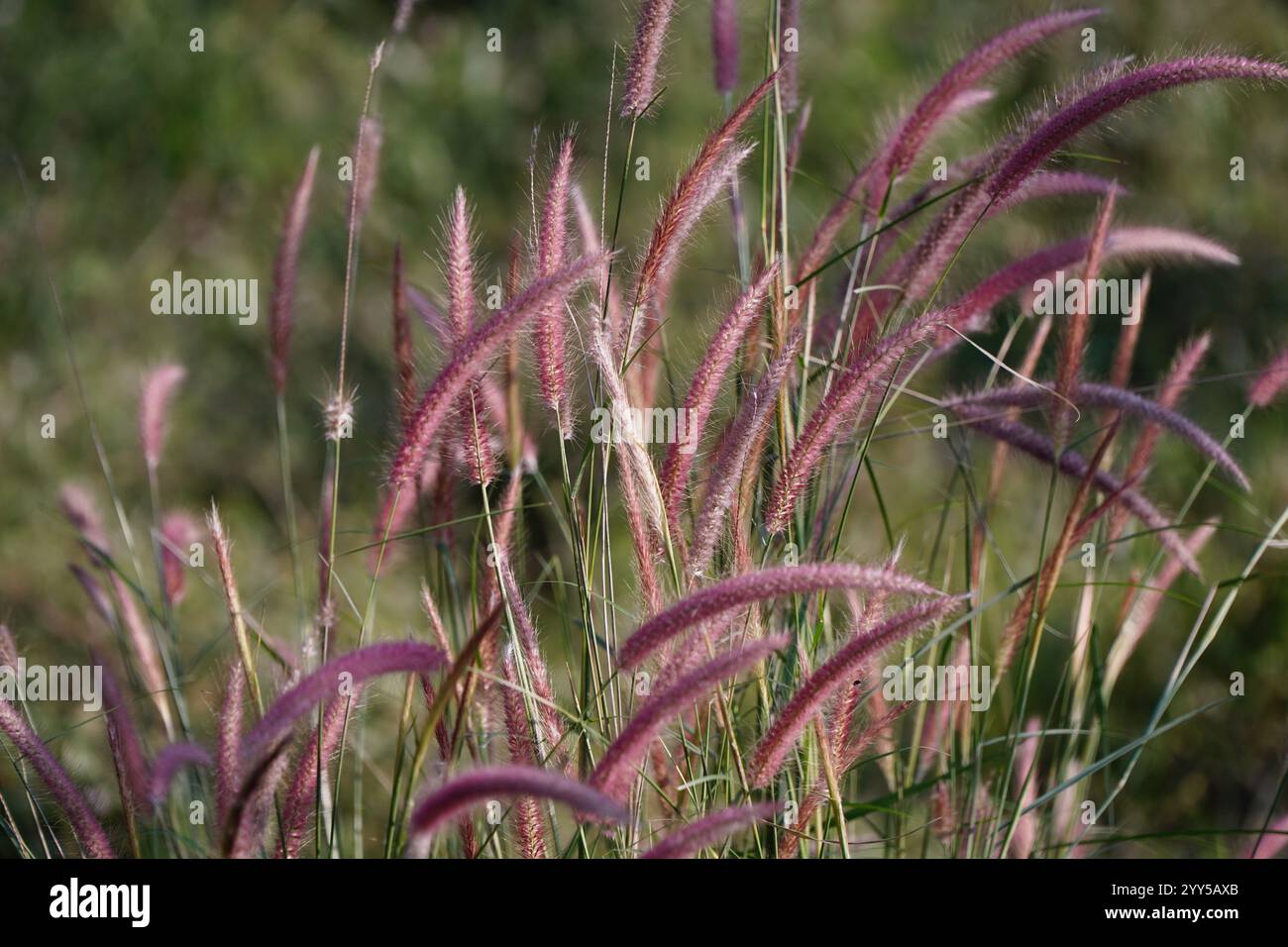 Wild flora kerala hi-res stock photography and images - Alamy