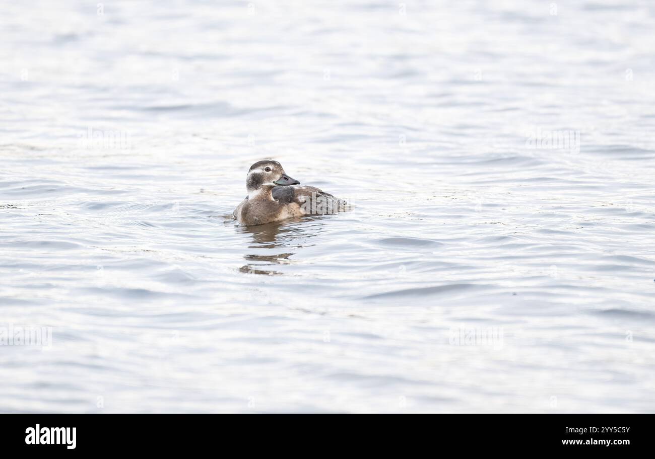 Long tailed duck female hi-res stock photography and images - Alamy
