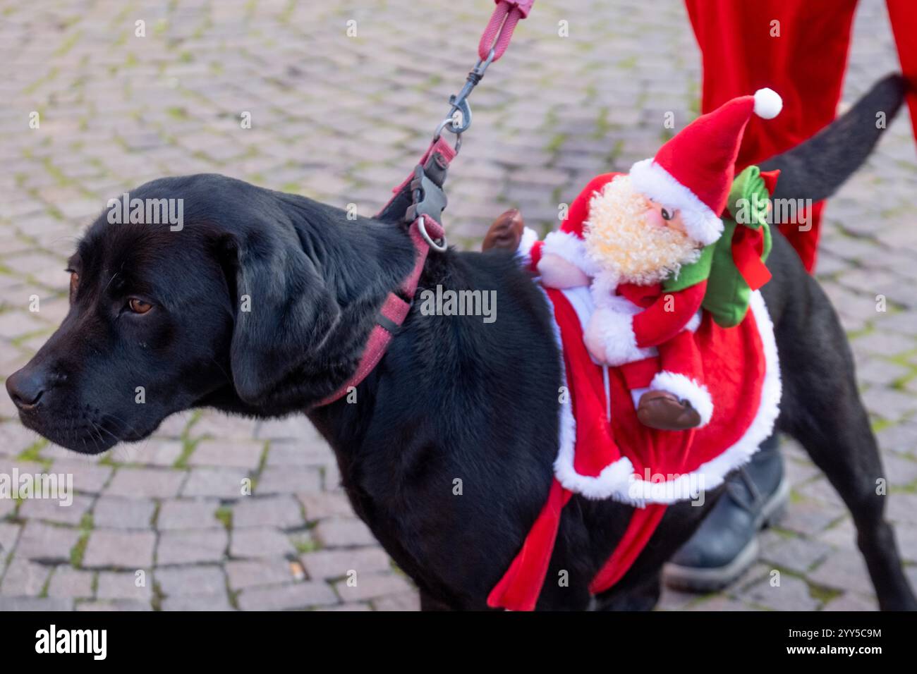 Runners pass by the ‘Rocca dei Tempesta’ during the traditional Santa ...