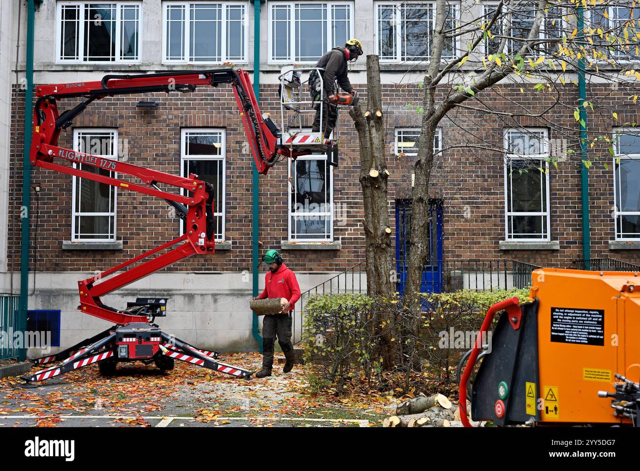 Tree surgeons trimming a tree, taking it down, using a cherry picker ...