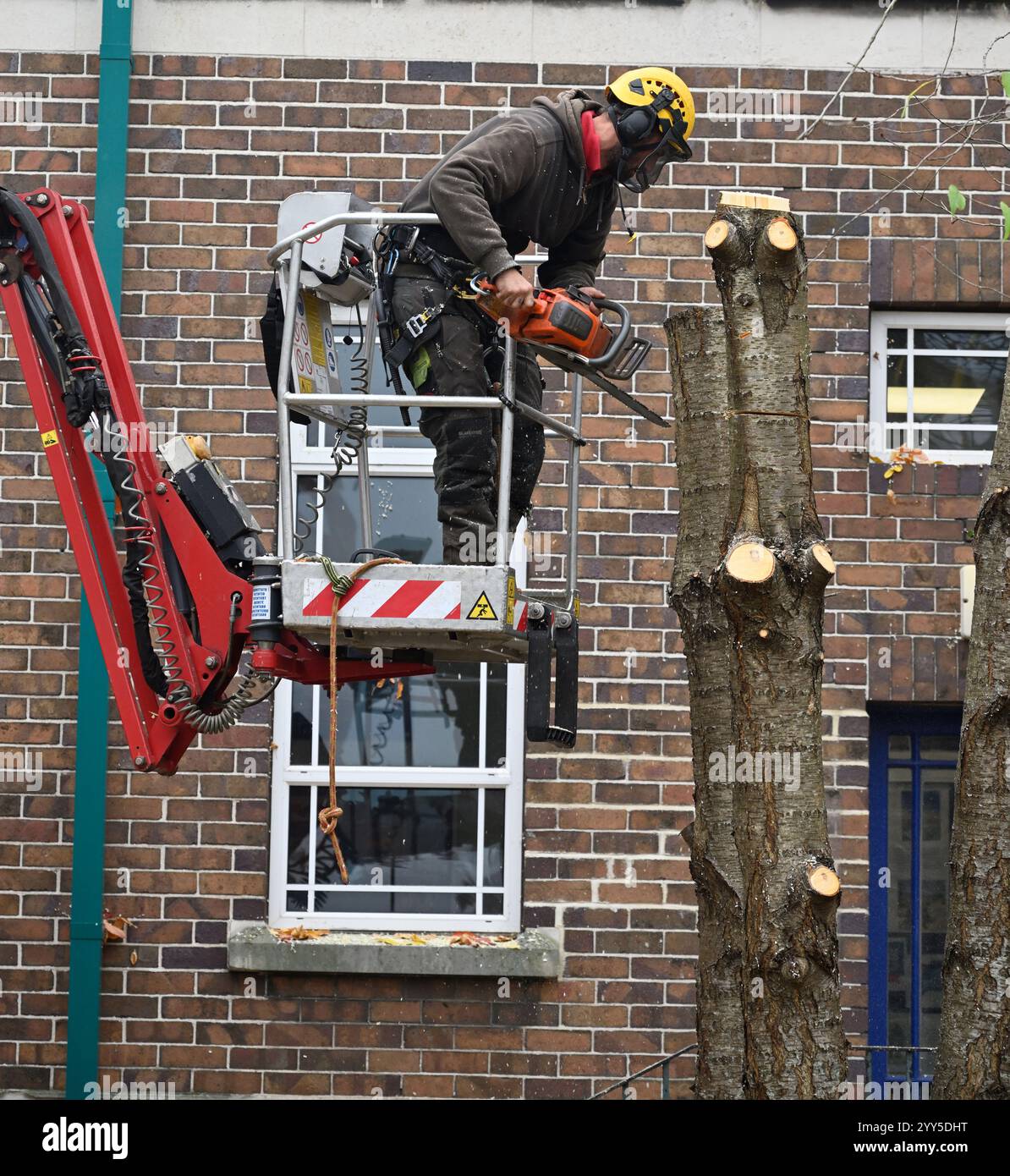 Tree surgeons trimming a tree with chainsaw, taking it down, standing ...