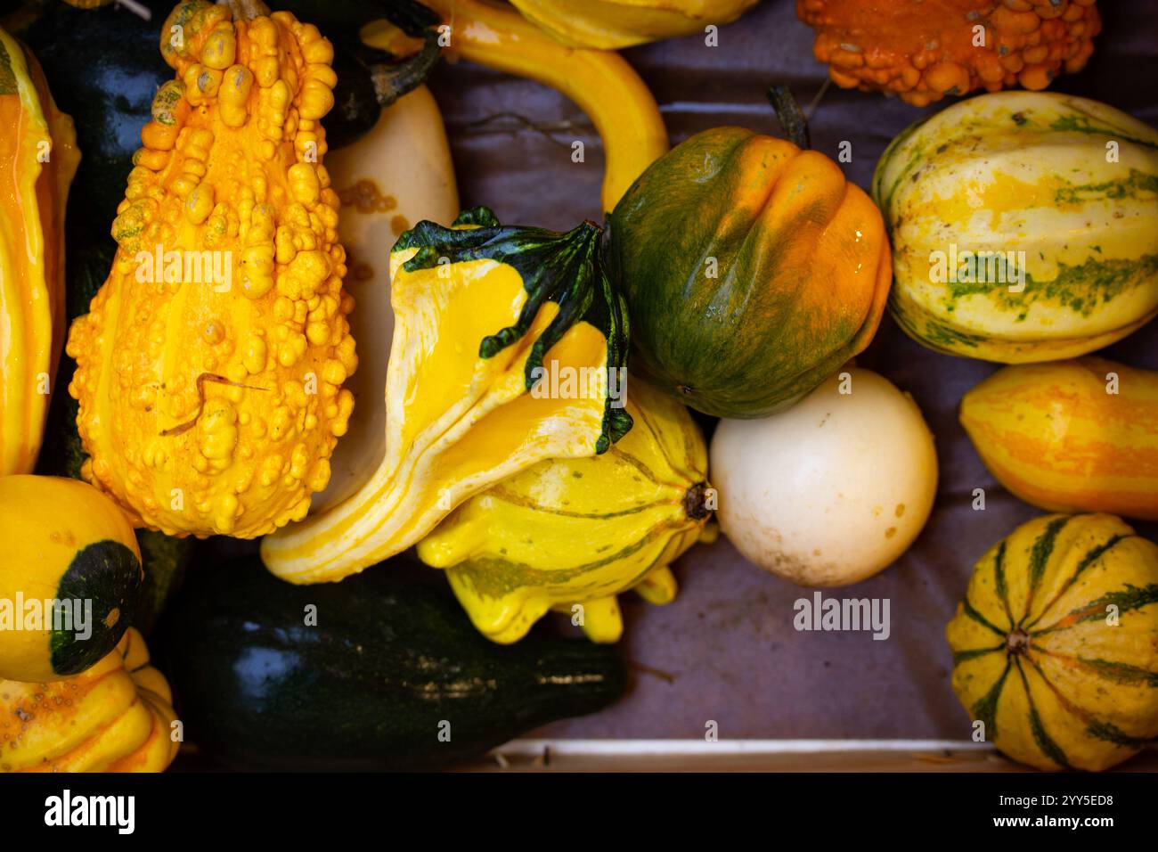 Various decorative small orange yellow pumpkins Harvesting in vegetable ...