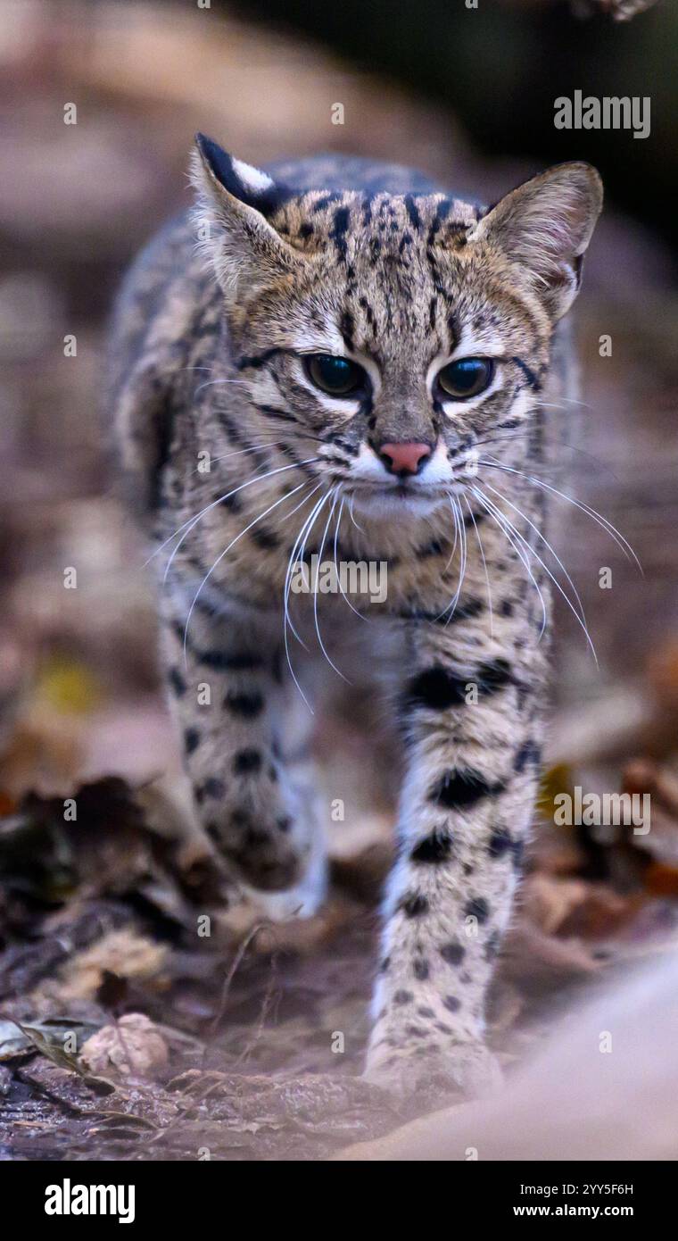 PRODUCTION - 19 December 2024, Saxony, Aue: Maya the small spotted cat ...