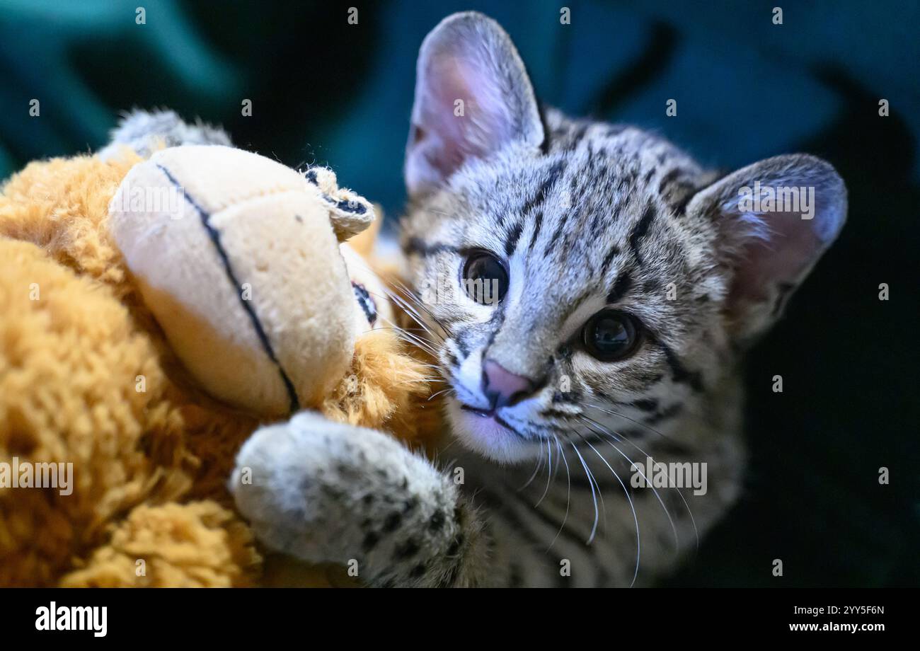 Aue, Germany. 19th Dec, 2024. The small spotted cat, or Salza the salt ...