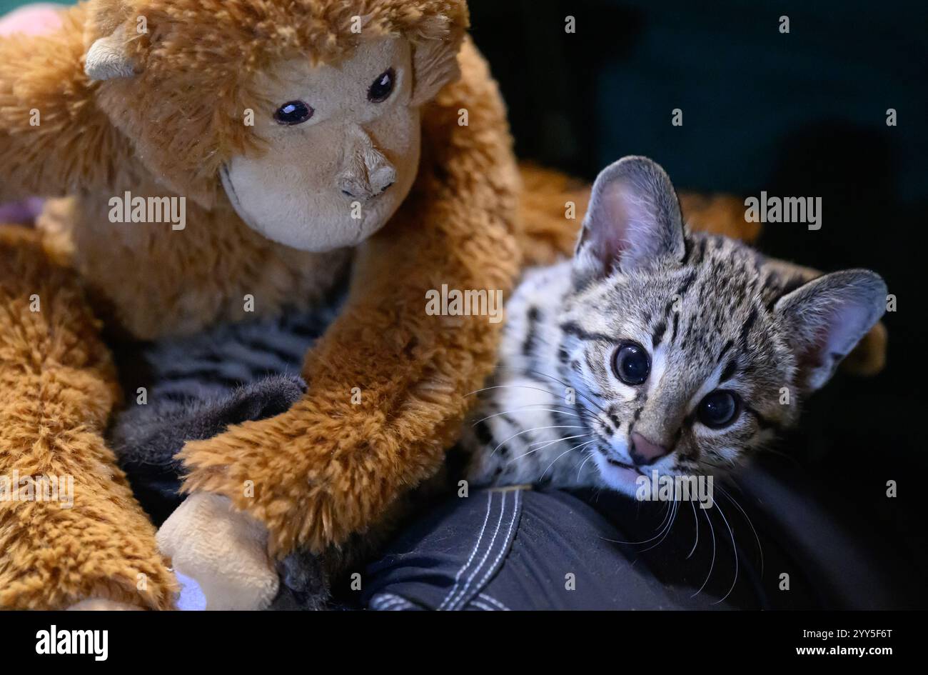 Aue, Germany. 19th Dec, 2024. The small spotted cat, or Salza the salt ...