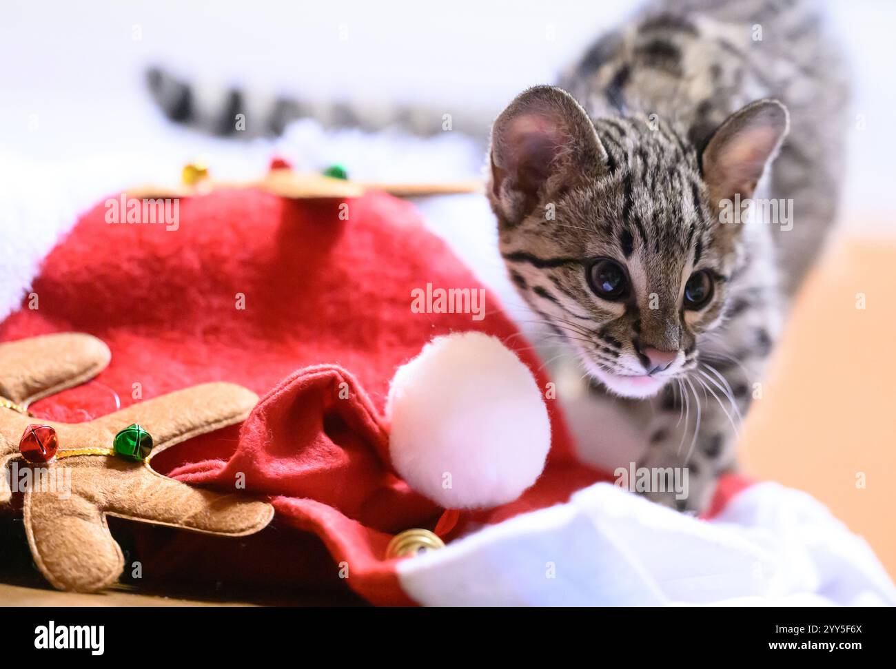 Zoo keepers hat hi-res stock photography and images - Alamy