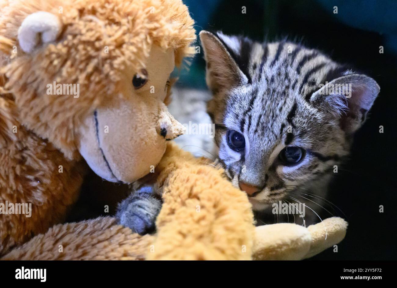 Aue, Germany. 19th Dec, 2024. The small spotted cat, or Salza the salt ...