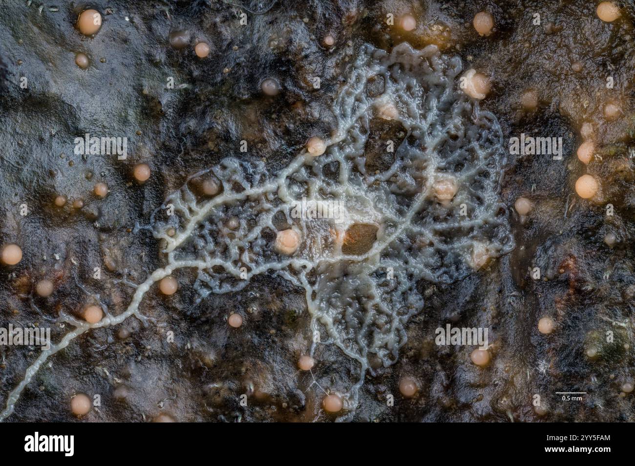 Plasmodium of slime mould and light red sporocarps (fruiting bodies ...