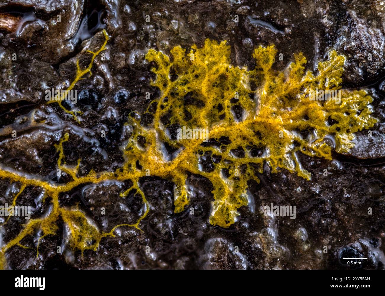Plasmodium of slime mould growing from Bark collected in soputhern ...