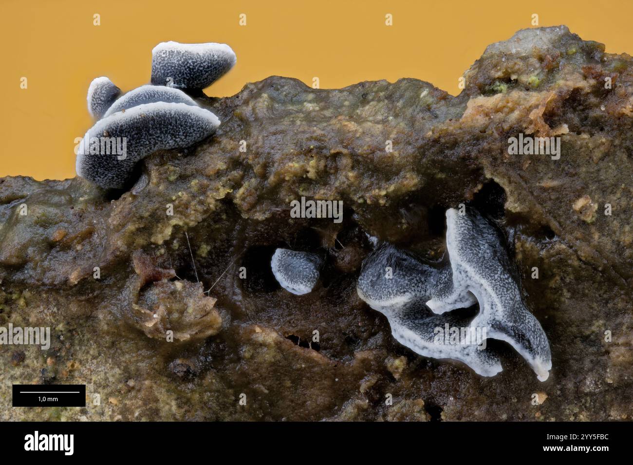 Sporocarps (fruiting bodies) of the slime mold Angioridium sinuosum ...