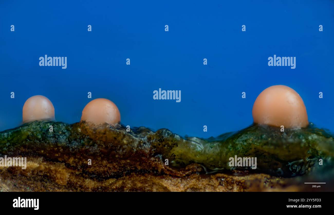 Sporocarps (fruting bodies) of myxobacteria (possibly Myzxococcus sp ...
