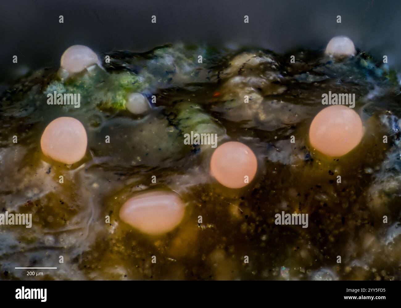 Sporocarps (fruting bodies) of myxobacteria (possibly Myzxococcus sp ...