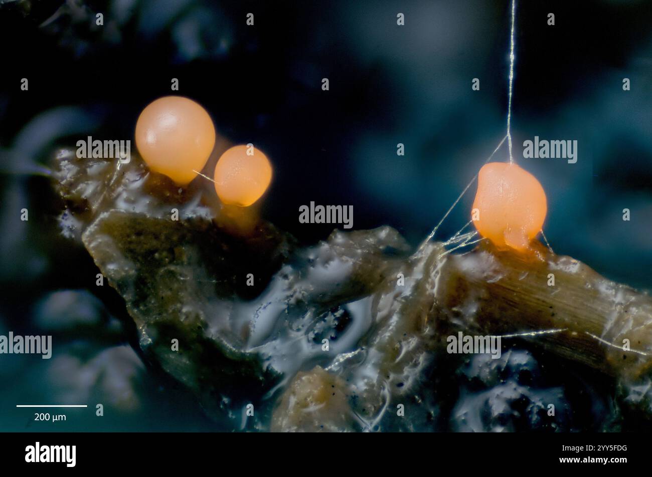 Sporangia of myxobacteria (possibly Myxococcus sp.) growing from sheep ...