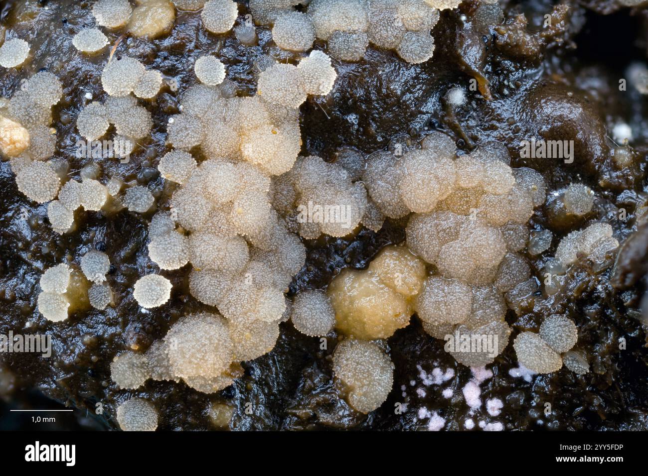 Dung-inhabiting fungi from the genus Coprotus. Photographed on sheep ...