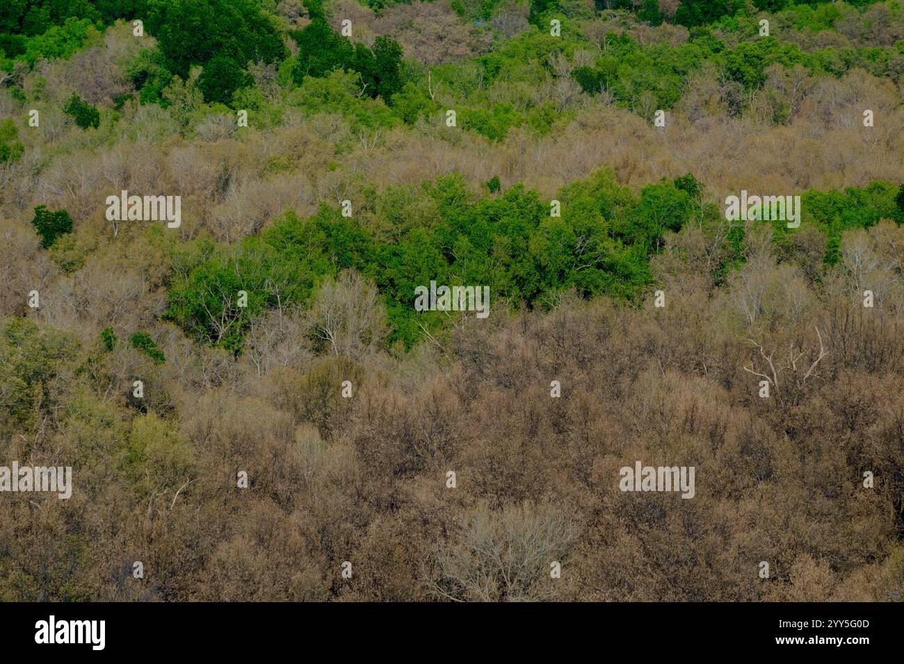 A lush mangrove forest view showcasing a blend of vibrant green and dry ...