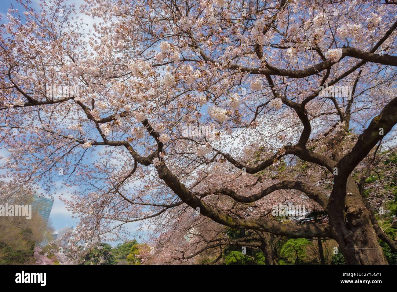 Beautiful cherry blossom viewing or Hanami at Ueno Park, Tokyo ...