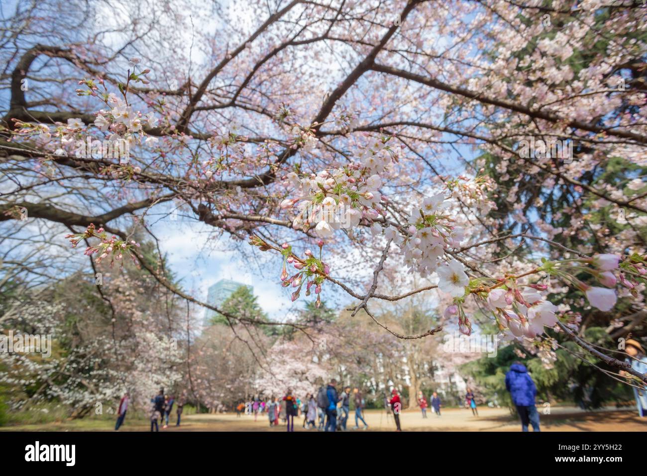 Beautiful cherry blossom viewing or Hanami at Ueno Park, Tokyo ...