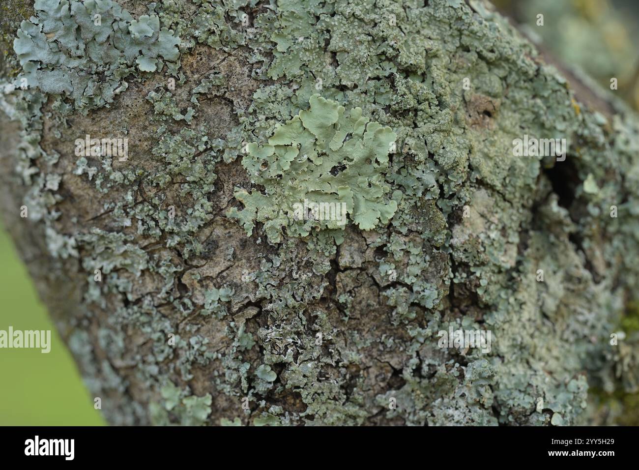 Marvao and area. Portugal, lichen on olive tree Stock Photo - Alamy