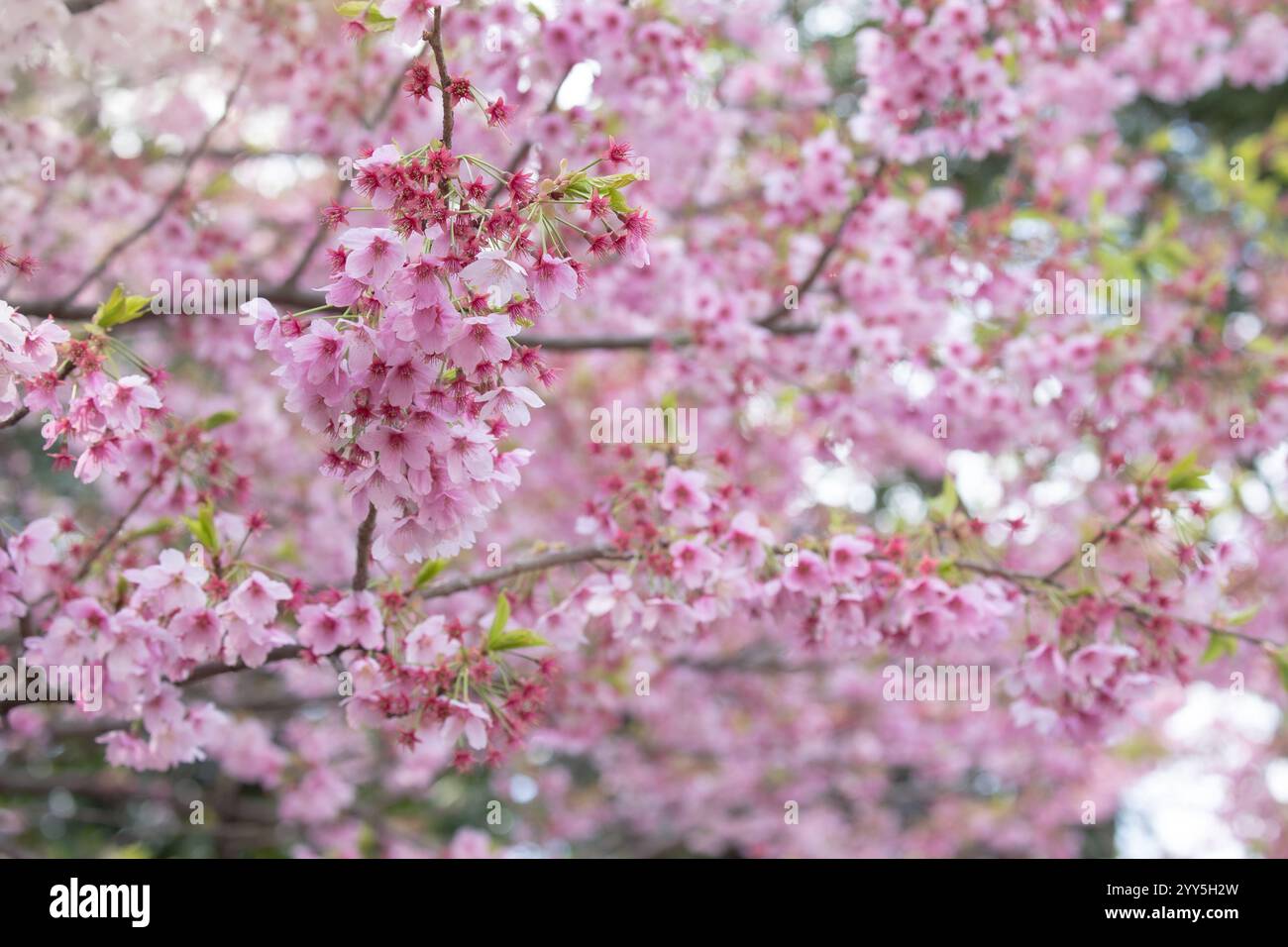 Beautiful cherry blossom viewing or Hanami at Ueno Park, Tokyo ...