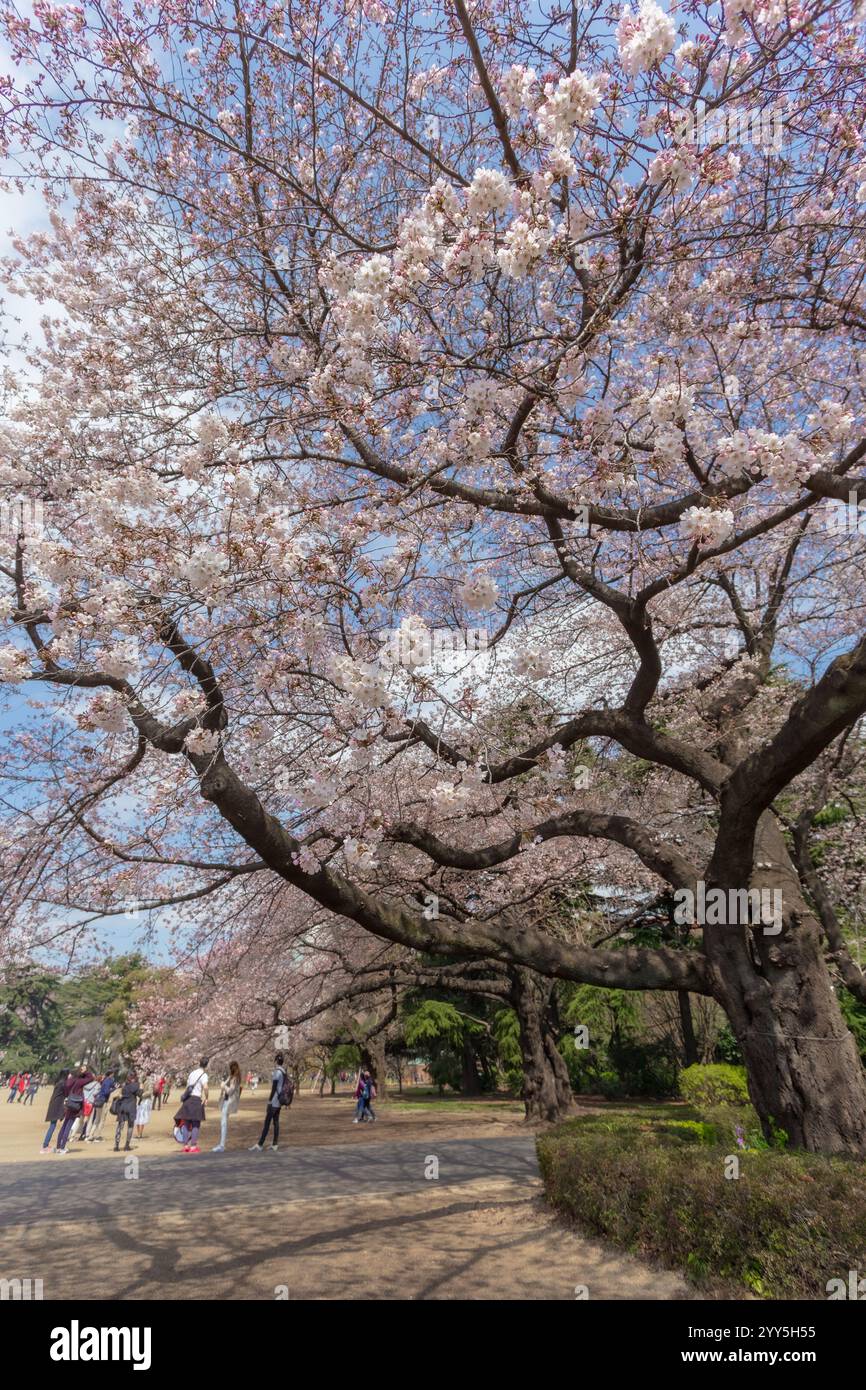 Beautiful cherry blossom viewing or Hanami at Ueno Park, Tokyo ...