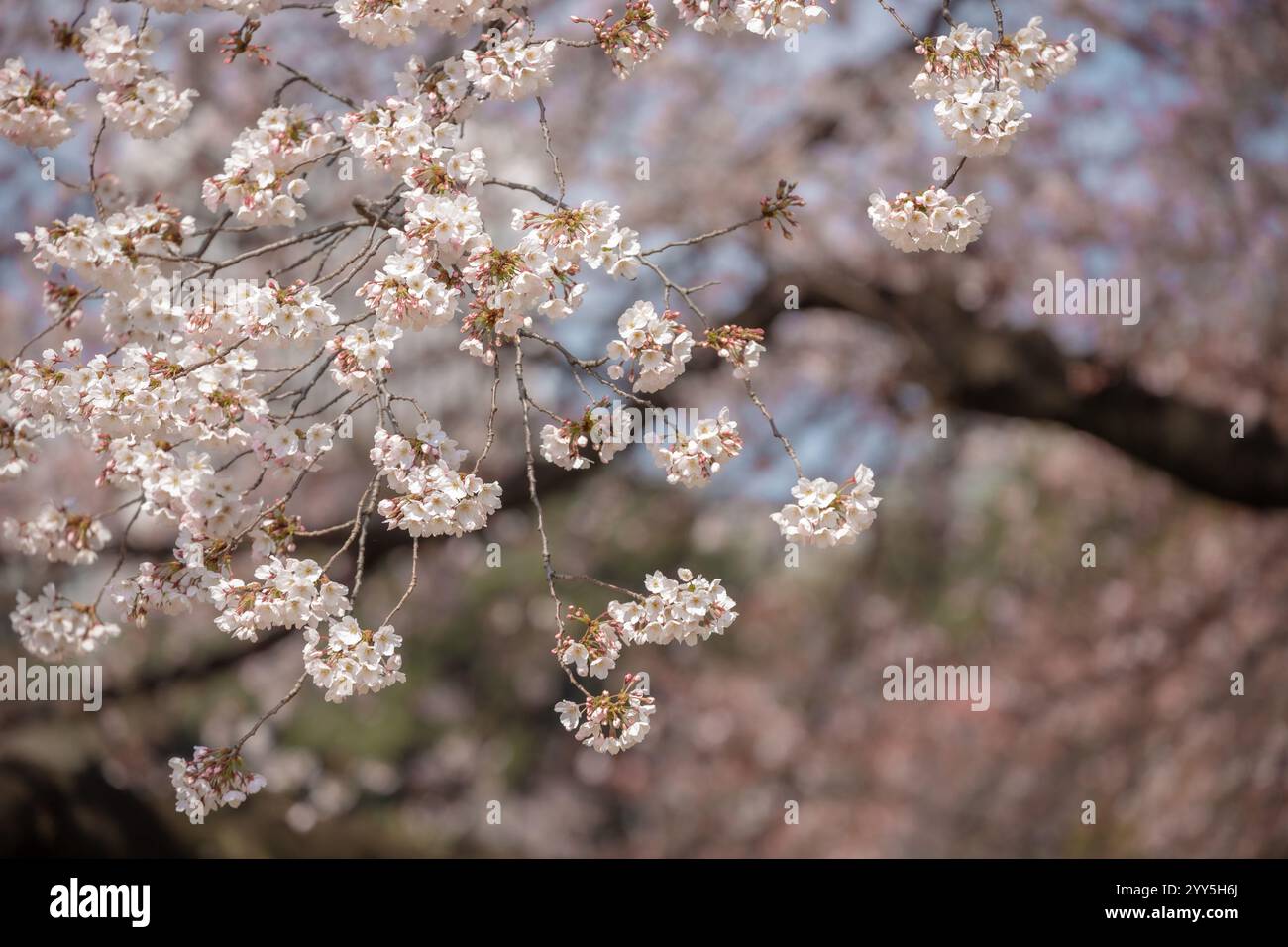 Beautiful cherry blossom viewing or Hanami at Ueno Park, Tokyo ...