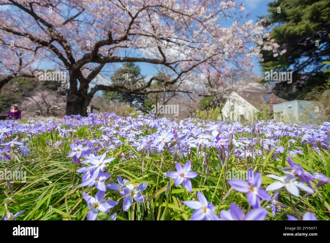 Beautiful cherry blossom viewing or Hanami at Ueno Park, Tokyo ...