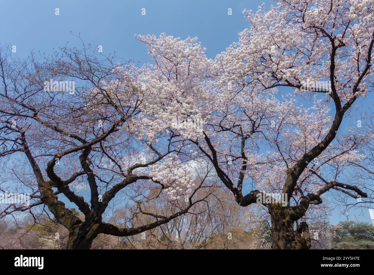 Beautiful cherry blossom viewing or Hanami at Ueno Park, Tokyo ...