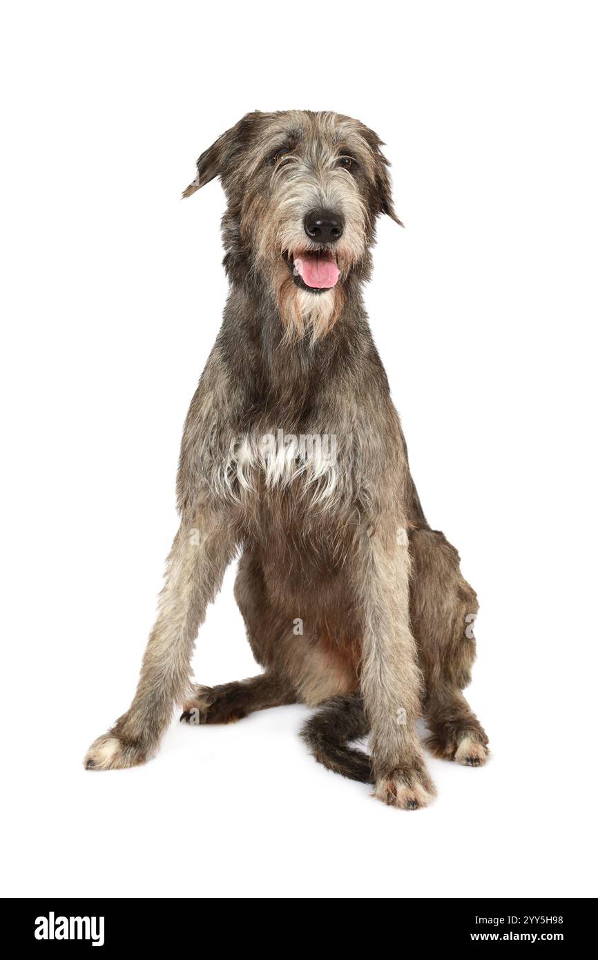 Two years old purebred Irish wolfhound dog sitting on a white ...
