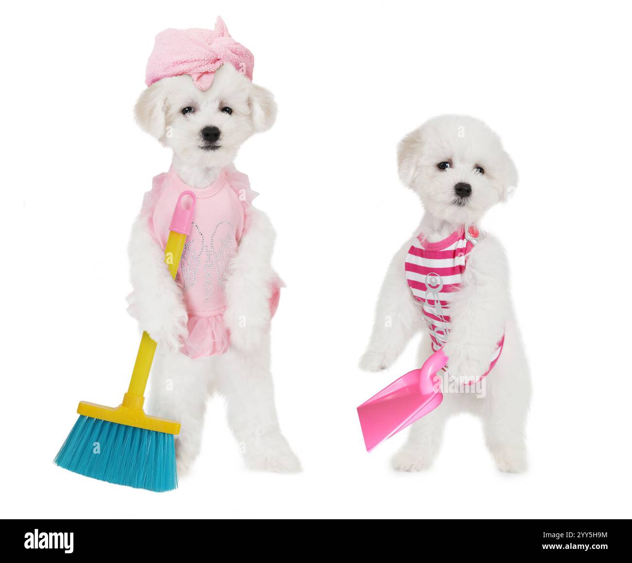 Humorous animal photo Cut Out Stock Images & Pictures - Alamy