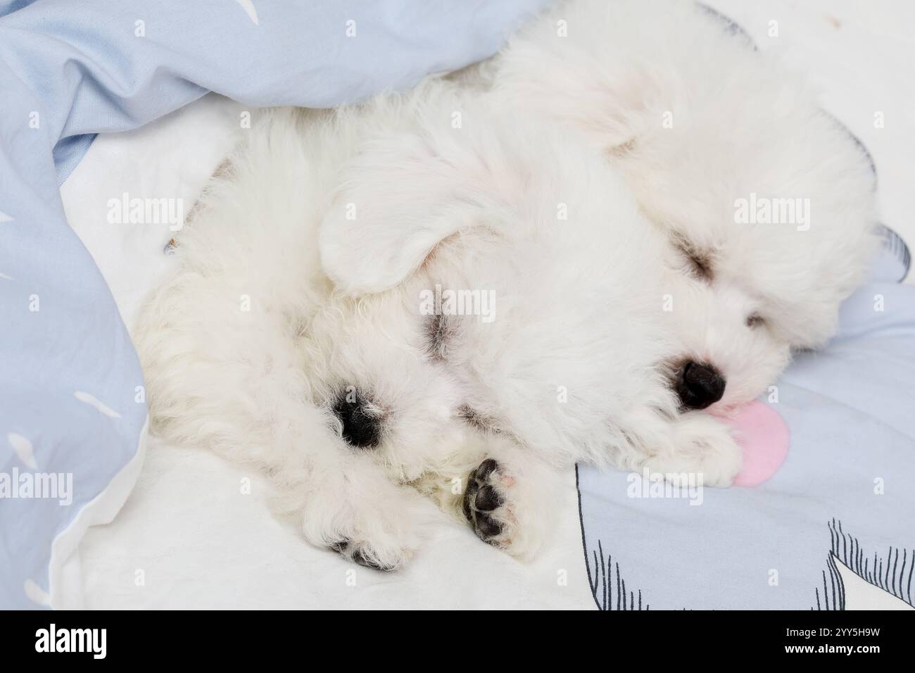 Two months old pure breed Bichon Frise puppies sleeping in the bed ...
