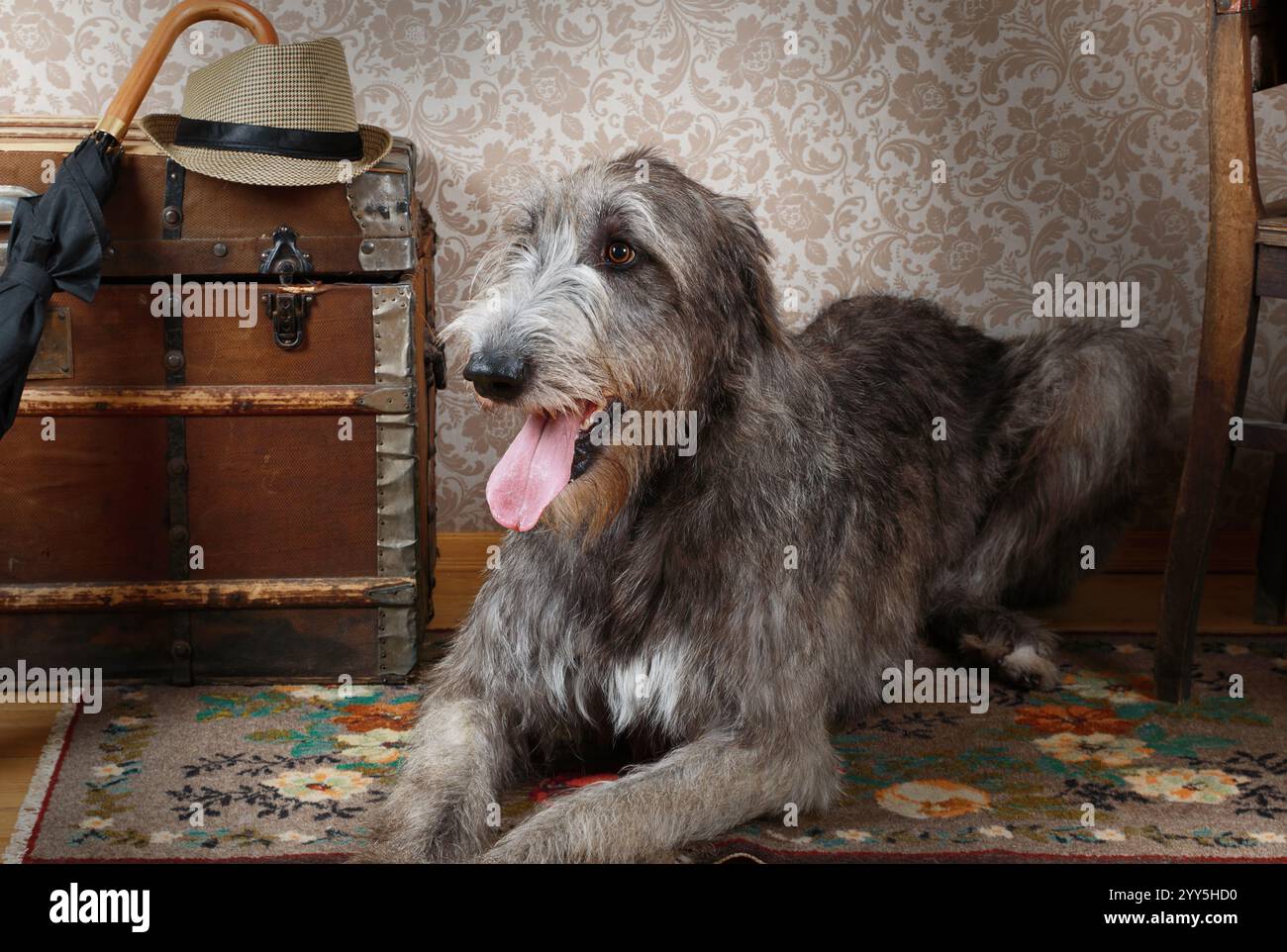 Two years old purebred Irish wolfhound of gray color lying on the floor ...