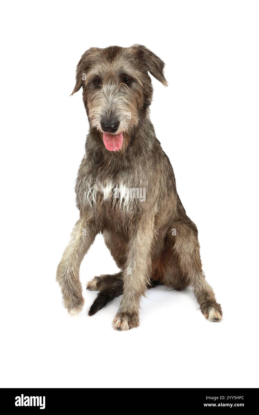 Thoroughbred two years old Irish wolfhound dog isolated on white ...