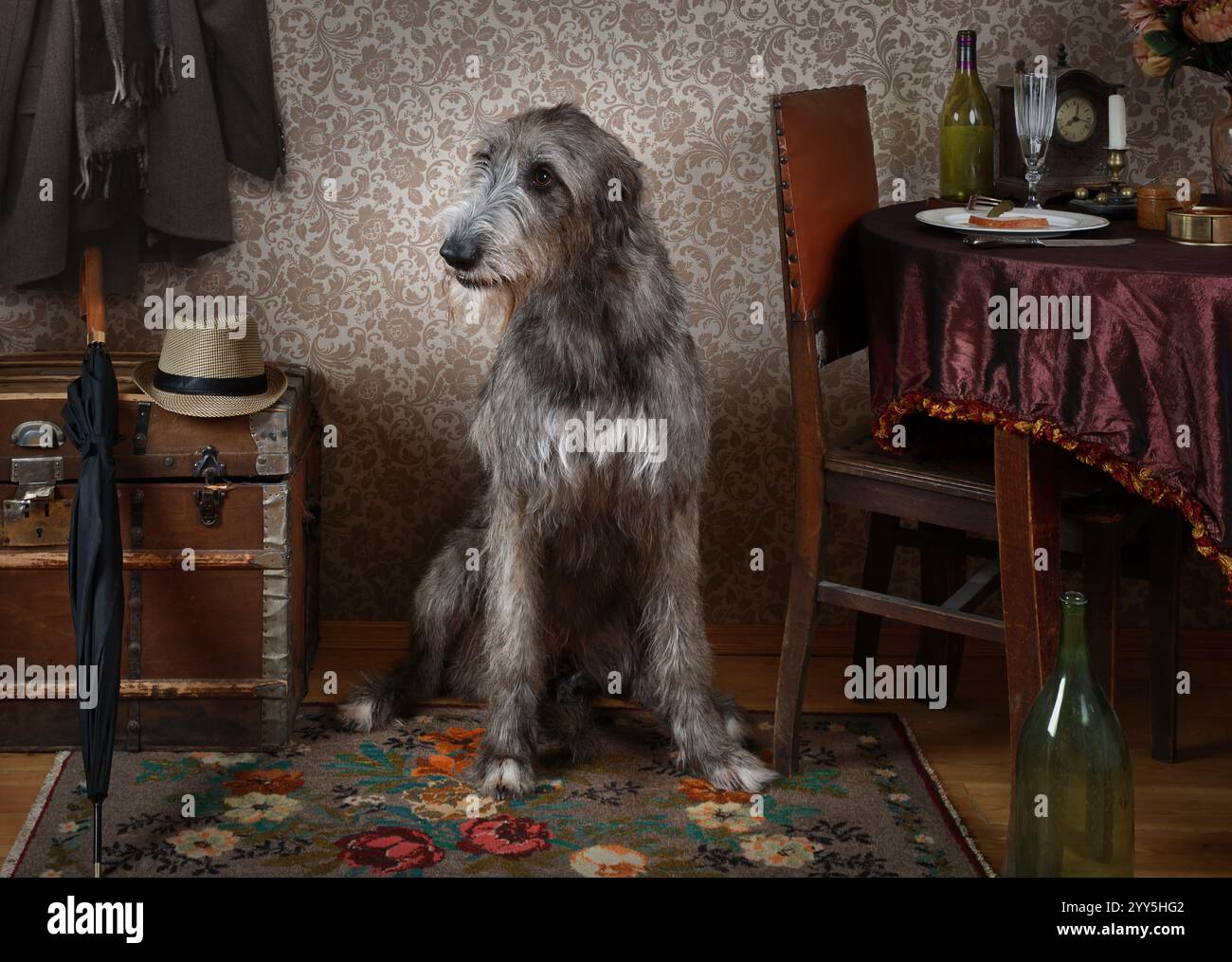 Two years old purebred Irish wolfhound of gray color sitting on the ...