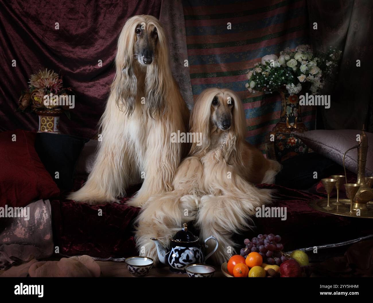 Two Afghan hounds dogs in the Arab style interior with flowers and ...