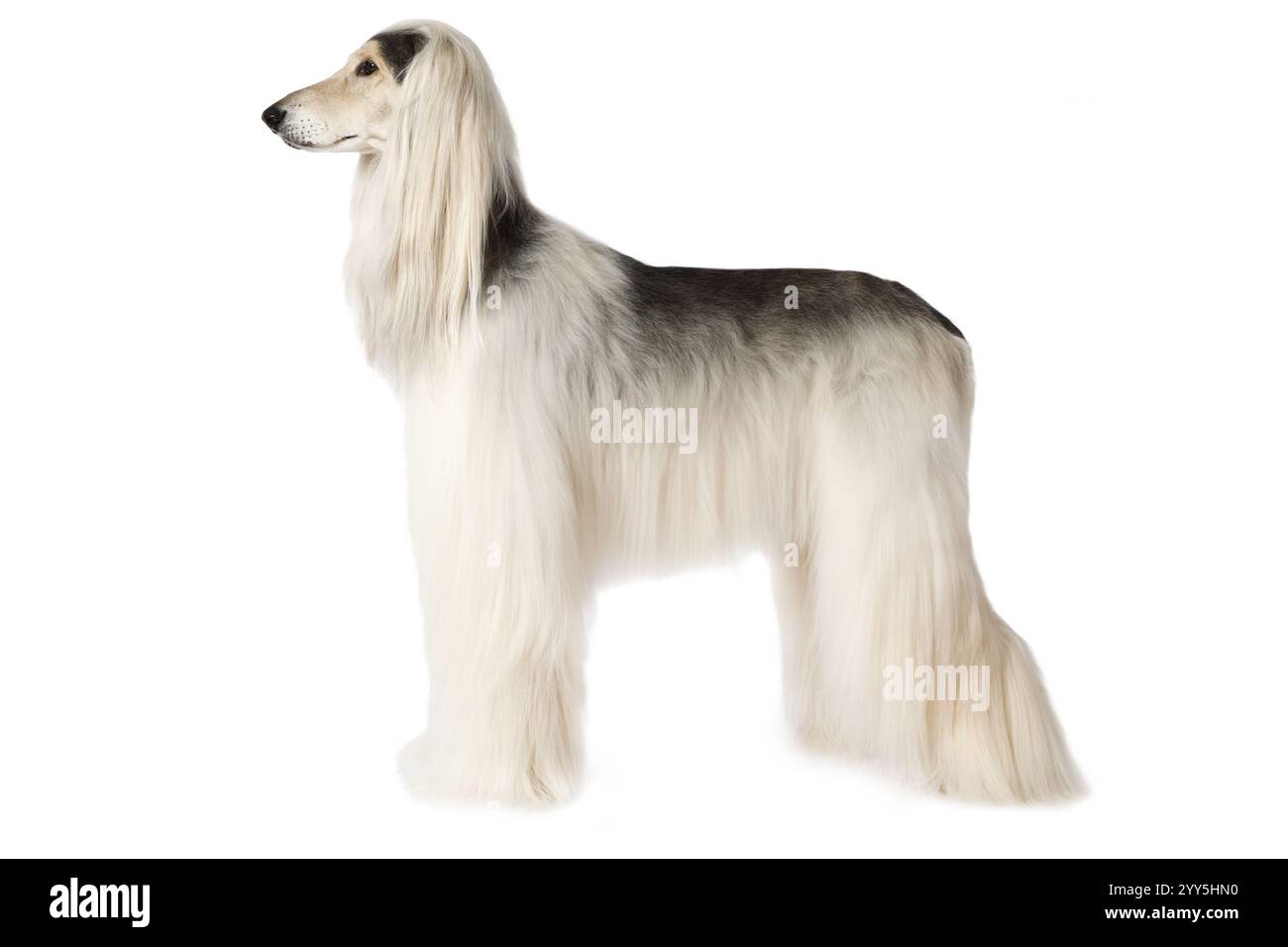 White thoroughbred Afghan hound dog standing in show position isolated ...
