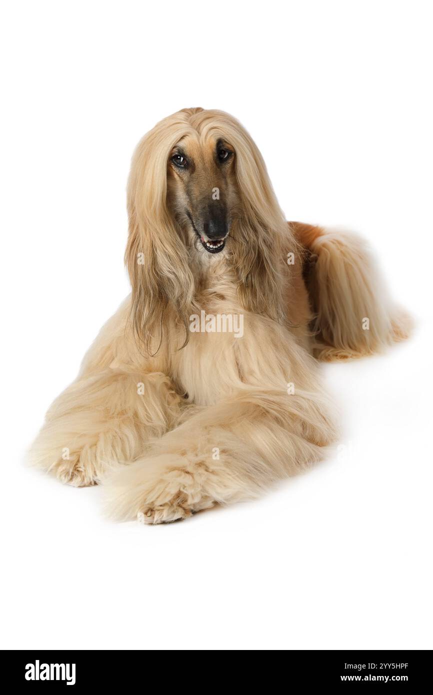 Purebred dog Afghan hound lying on a white background Stock Photo - Alamy