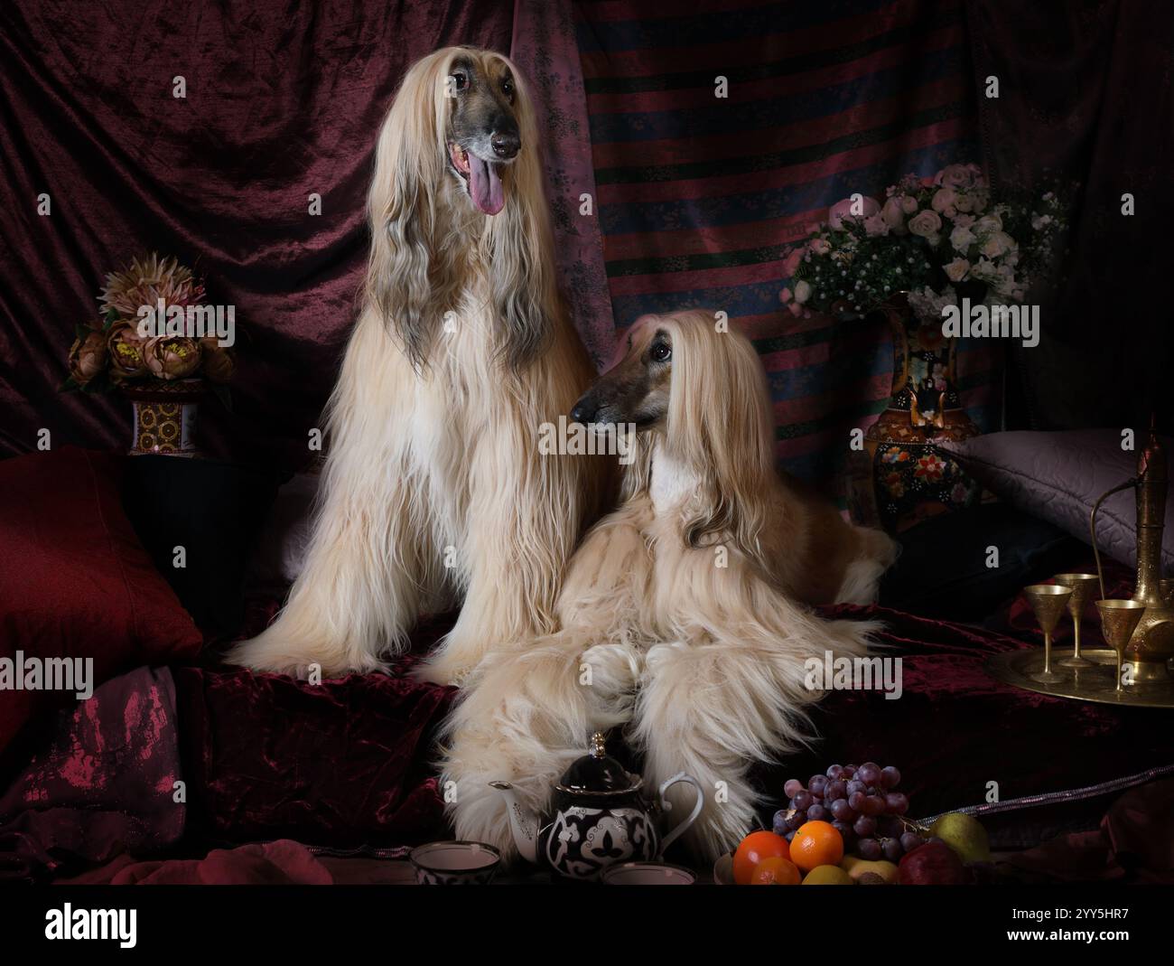 Two elegant Afghan hounds dogs in the Arab style interior with flowers ...