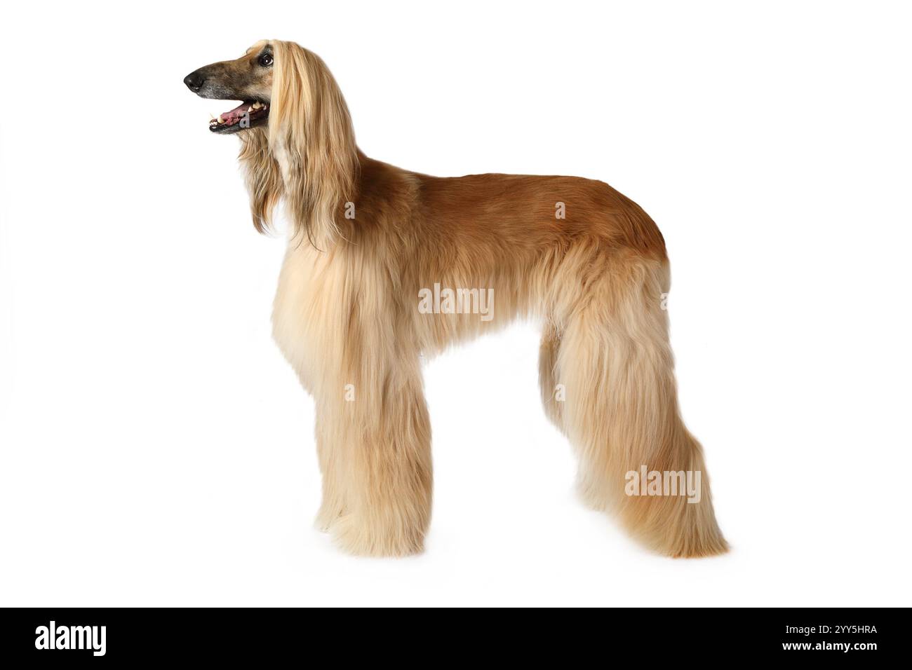 Purebred Afghan hound dog standing in show position isolated on white ...
